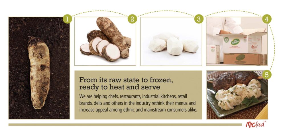 Malanga 101: What is Malanga? | MIC Food